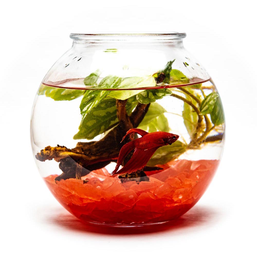 July Ruby – Betta Occasions